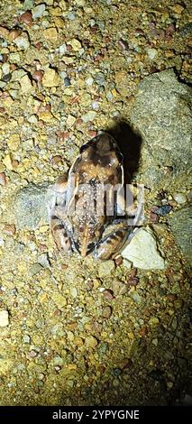Salmon-striped Frog (Limnodynastes salmini Stock Photo - Alamy