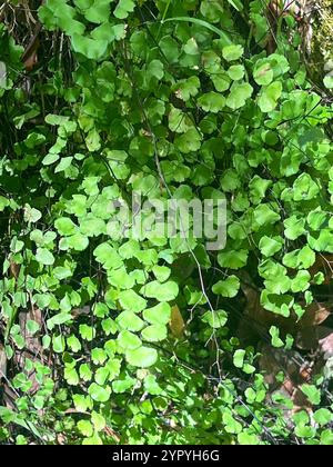 California Maidenhair Fern (Adiantum jordanii Stock Photo - Alamy