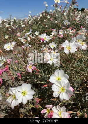 The Antioch Dunes evening primrose (Oenothera deltoides) is a rare ...