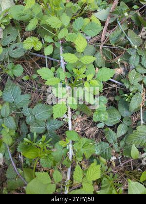 whitebark raspberry (Rubus leucodermis Stock Photo - Alamy