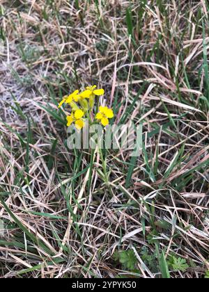Prairie-rocket Wallflower (Erysimum asperum Stock Photo - Alamy