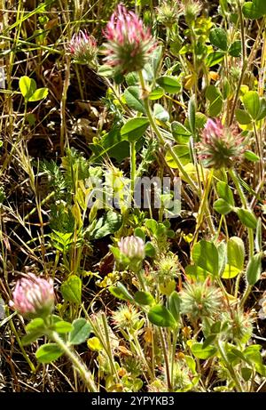 Rose Clover (Trifolium hirtum Stock Photo - Alamy