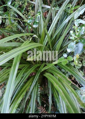 Bush Flax (Astelia fragrans Stock Photo - Alamy