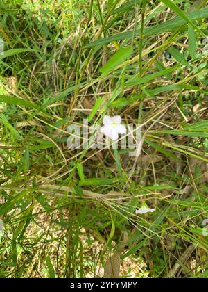 slender bindweed (Polymeria calycina Stock Photo - Alamy