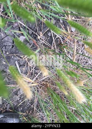 little barley (Hordeum pusillum Stock Photo - Alamy