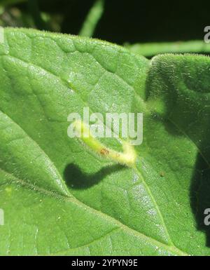 Mispel Leaf Gall Mite (Acalitus mallyi Stock Photo - Alamy