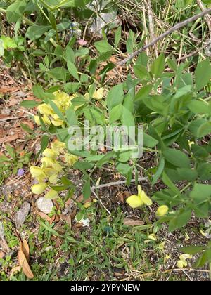 cream wild-indigo (Baptisia leucophaea Stock Photo - Alamy