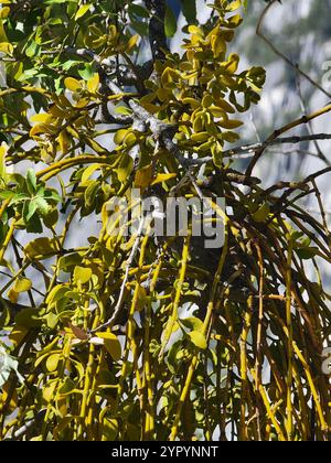oak mistletoe (Phoradendron villosum Stock Photo - Alamy