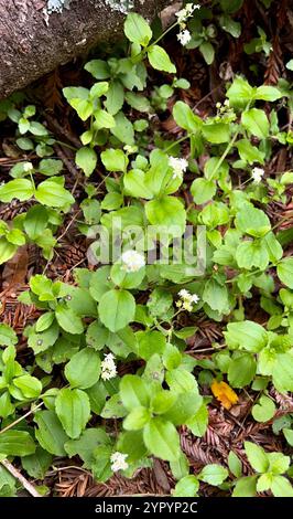 modesty (Whipplea modesta Stock Photo - Alamy