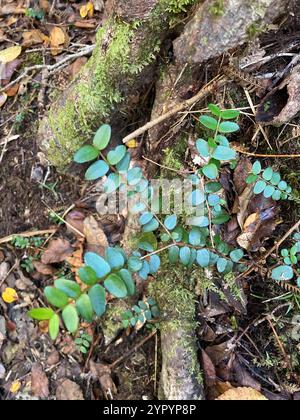 white climbing rātā (Metrosideros diffusa) Plantae Stock Photo - Alamy