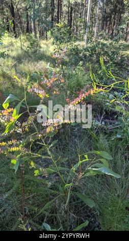 spiny bush-pea (Pultenaea spinosa Stock Photo - Alamy