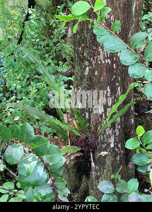 Long strapfern (Campyloneurum phyllitidis Stock Photo - Alamy