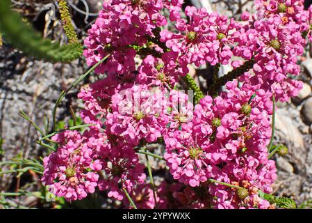 Graffiti Heath (Erica seriphiifolia Stock Photo - Alamy