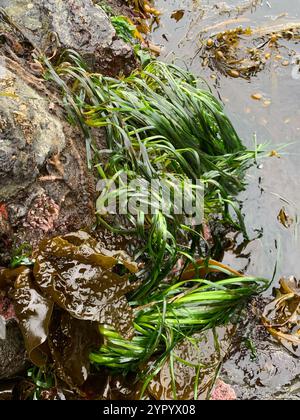 Scouler's Surfgrass (Phyllospadix scouleri Stock Photo - Alamy