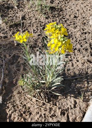 Prairie-rocket Wallflower (Erysimum asperum Stock Photo - Alamy