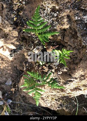goldback fern (Pentagramma triangularis Stock Photo - Alamy