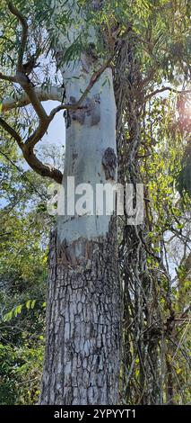 Carbeen (Corymbia tessellaris Stock Photo - Alamy