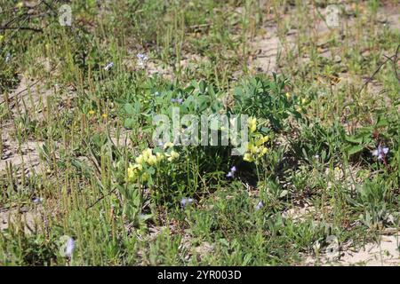 cream wild-indigo (Baptisia leucophaea), Plantae, Lake of the Ozarks ...