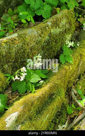 Slender Toothwort, Cardamine angustata Stock Photo - Alamy