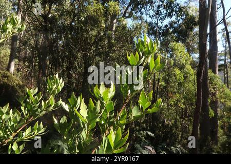 celery-top pine (Phyllocladus aspleniifolius Stock Photo - Alamy