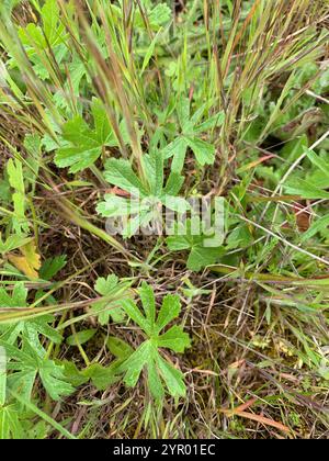 Rose Checkermallow (Sidalcea virgata Stock Photo - Alamy