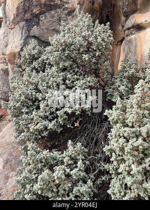 Roundleaf buffaloberry (Shepherdia rotundifolia Stock Photo - Alamy