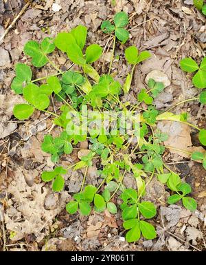 Running Buffalo Clover (Trifolium stoloniferum), Plantae, Ohio, US ...