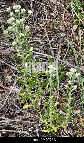 California cudweed (Pseudognaphalium californicum Stock Photo - Alamy
