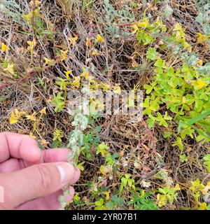 California orache (Extriplex californica Stock Photo - Alamy