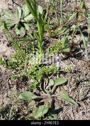 Texas toadflax (Nuttallanthus texanus Stock Photo - Alamy