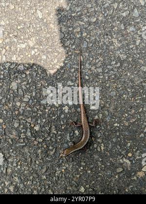 Indian Forest Skink (Sphenomorphus indicus Stock Photo - Alamy