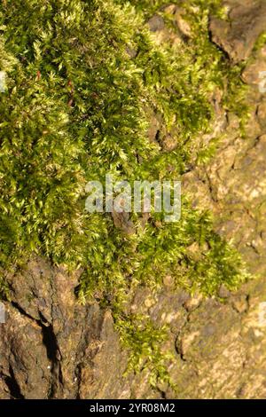 Clustered Feather-moss (Rhynchostegium confertum Stock Photo - Alamy