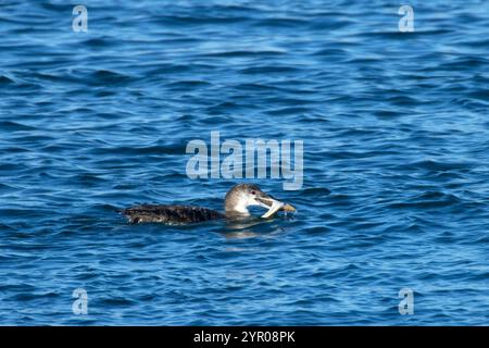 Common loon (Gavia immer), South Beach State Park, Newport, Oregon ...