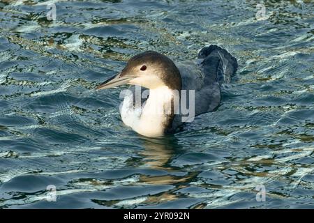 Common loon (Gavia immer), Public Fishing Pier, Newport, Oregon Stock ...