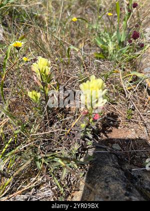 Tiburon Paintbrush. Tiburon Paintbrush Stock Photo - Alamy