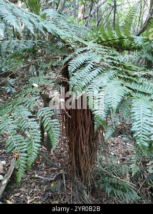 Smith's tree fern (Cyathea smithii) Plantae Stock Photo - Alamy
