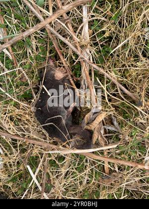 Star-nosed Mole (Condylura cristata Stock Photo - Alamy