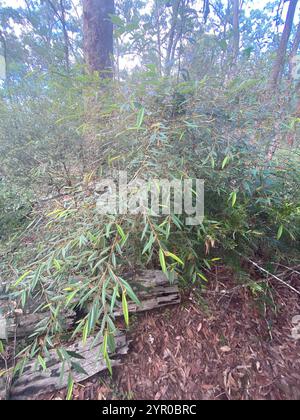 Purple Bush Pea (Hovea acutifolia) Plantae Stock Photo - Alamy