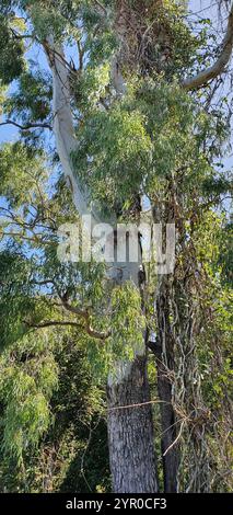 Carbeen (Corymbia tessellaris Stock Photo - Alamy