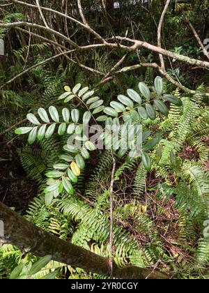 Paradise Tree (Simarouba glauca Stock Photo - Alamy