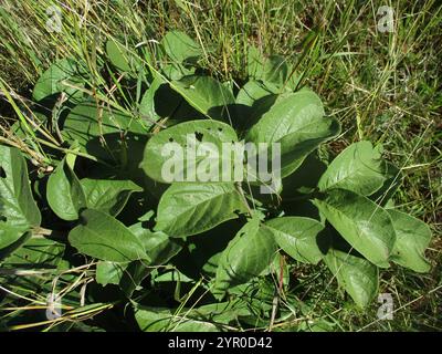 Velvet Wild-Medlar (Vangueria infausta infausta Stock Photo - Alamy