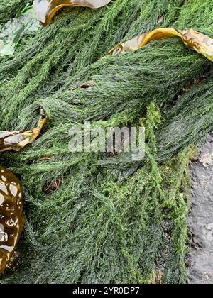 Green Rope, Acrosiphonia coalita, in Tongue Point Marine Life Sanctuary ...