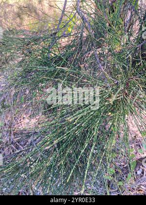 Belah (Casuarina cristata Stock Photo - Alamy