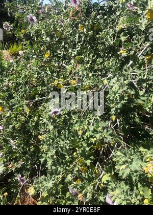 Sea Mallow (Malva subovata Stock Photo - Alamy