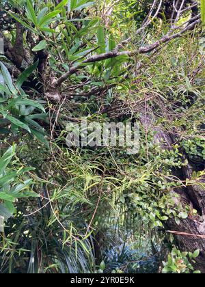 Winika (Dendrobium cunninghamii Stock Photo - Alamy