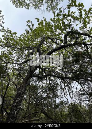 blackjack oak (Quercus marilandica Stock Photo - Alamy