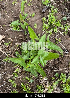 False Indian Plantain (Hasteola suaveolens) Plantae Stock Photo - Alamy