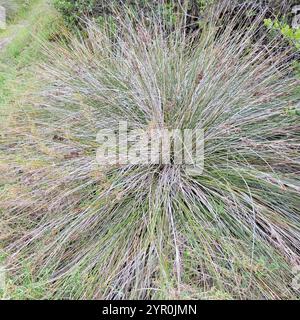 Southwestern Spiny Rush (Juncus acutus leopoldii), Plantae, Ensenada ...