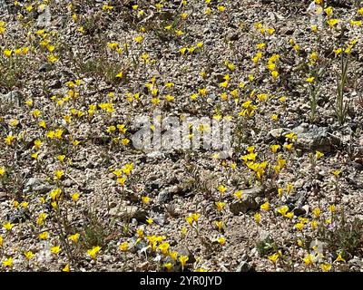 golden linanthus (Leptosiphon chrysanthus Stock Photo - Alamy