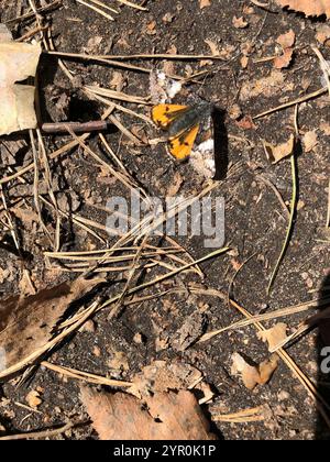 Orange Underwing (Archiearis parthenias Stock Photo - Alamy